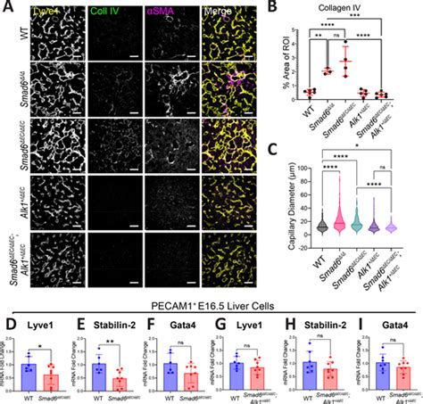Endothelial Cell Smad6 Balances Alk1 Function To Regulate Adherens Junctions And Hepatic