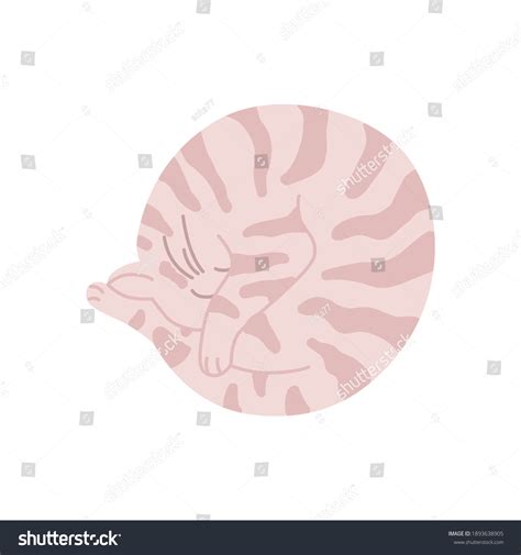 Curled Up Cat Images Stock Photos Vectors Shutterstock