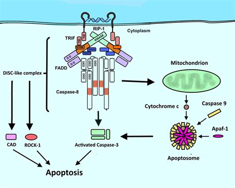Trif Associated Apoptosis Induction Via Death Induction Signaling Like Download Scientific
