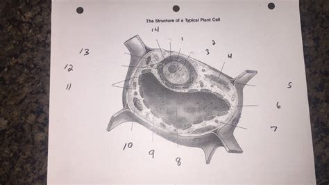 Plant Cell Part 2 Diagram Quizlet