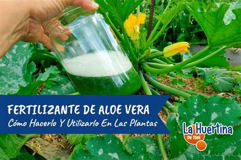 Aloe Vera Fertilizer How To Make And Use It Global Gardening Secrets