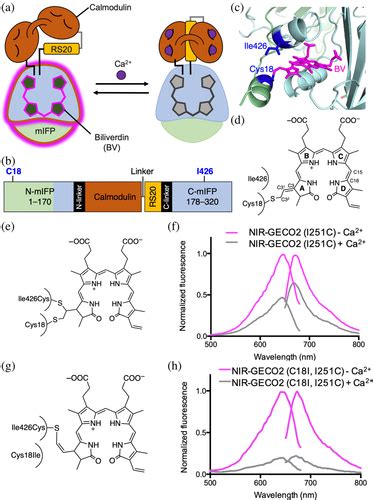 A Genetically Encoded Far‐red Fluorescent Calcium Ion Biosensor Derived From A Biliverdin