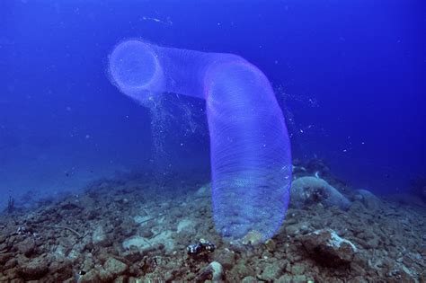 Taliaceos Pirosomas Salpas Y Doliodilos Tunicata Thaliacea Costa De Venezuela