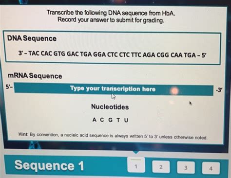 Solved Transcribe The Following DNA Sequence From HbA Chegg Com
