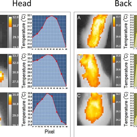 Thermal Responses To Acute Restraint And Rearing Deprivation Stress In