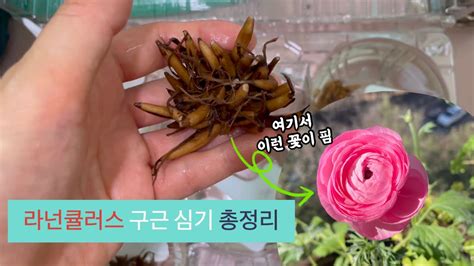 라넌큘러스 구근 심기 총 정리 아네모네 공통 Youtube