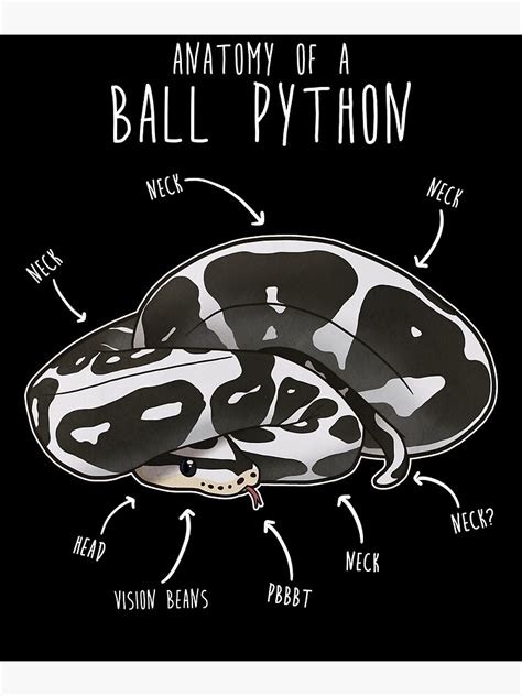 Anatomy Of An Axanthic Ball Python Poster For Sale By Psitta Redbubble