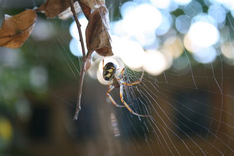 Real Monstrosities Leaf Curling Spider