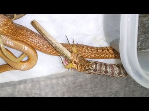 ニホンカナヘビを捕食するシマヘビ幼蛇 YouTube