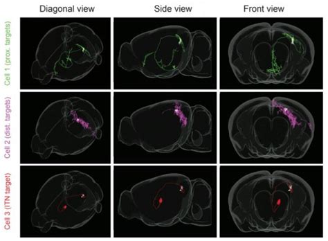 Pathway To Spatial Recognition Https Debuglies Com