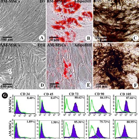 The Characteristic Of Cultured MSCs A BM MSCs At Day B Oil Download Scientific Diagram