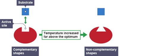 IGCSE Biology Notes Understand How The Functioning Of Enzymes Can Be Affected By The