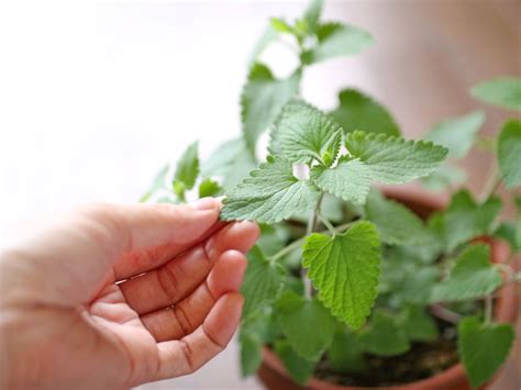 How To Grow Catnip At Home A Quick And Easy Guide