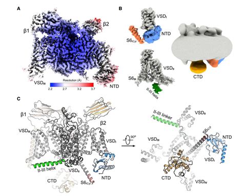 cell 子刊：颜宁与西湖大学申怀宗团队合作解析 nav1 7 高分辨率结构，有望助力止痛药研发 丁香实验