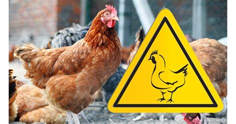 Източна Европа Дивите птици отново заразяват индустриални ферми с птичи грип Български Фермер