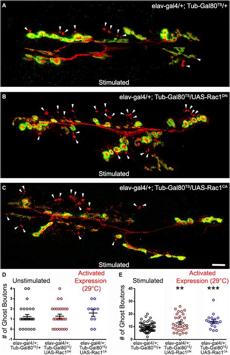 Frontiers The Wingless Planar Cell Polarity Pathway Is Essential For