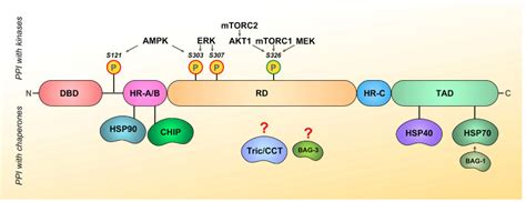 Unveiling The Hsf1 Interaction Network Key Regulators Of Its Function
