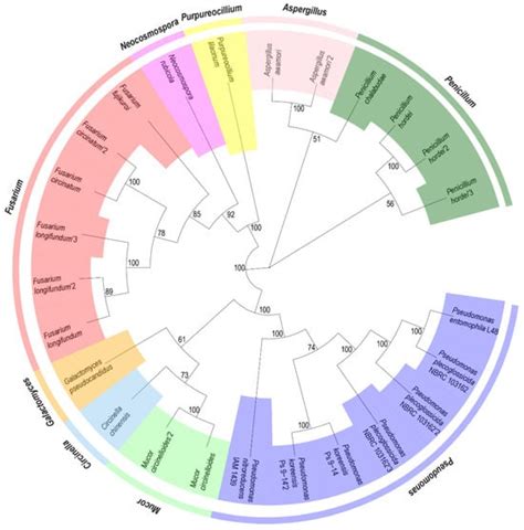 Isolation Of Diverse Phosphate And Zinc Solubilizing Microorganisms From Different Environments