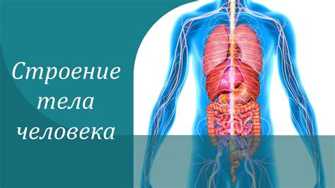 Презентация к уроку окружающего мира Строение тела человека 2 класс 📚 Учебники Презентации