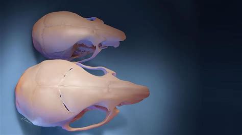 Mouse Skull