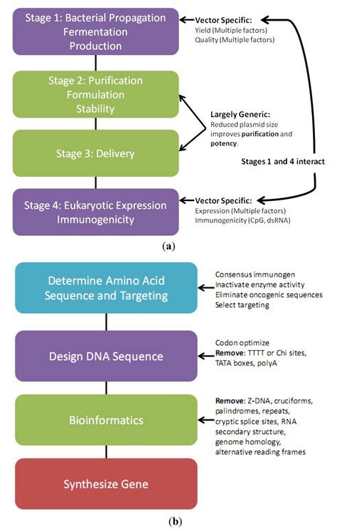 Vaccines Free Full Text Vector Design For Improved Dna Vaccine