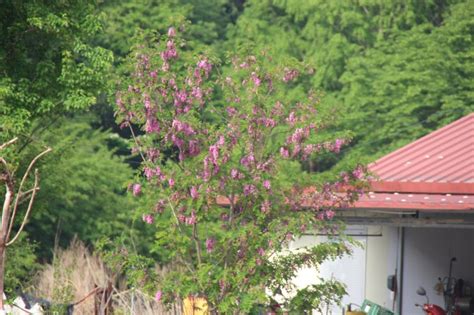 보라색 아카시아꽃 을 맞으면서~~ 네이버 블로그