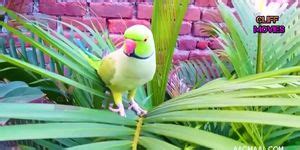 Noor Ki Noori Season Episode CLIFFMovies Hindi Hot Web Series Tnaflix Com