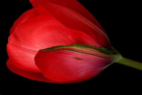 Red Tulip Shutterbug