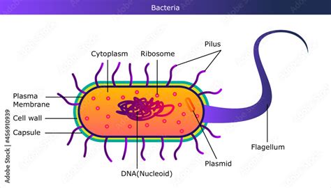 Diagram Of Bacteria Cell With Labeled Parts Stock Vector Adobe Stock