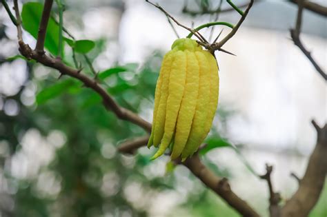🍋🌱ამ უჩვეულო ფორმის მცენარეს ბუდას ხელს უწოდებენ Citrus Medica Var Digitata ციტრუსის ერთ