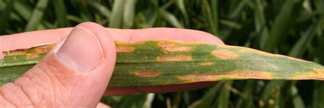 How To Prevent Root Rot