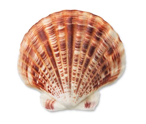 Shell WordReference Word Of The Day
