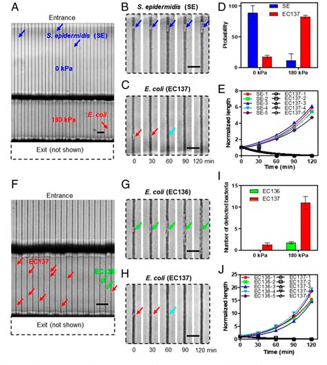 Figure 1 From Adaptable Microfluidic System For Single Cell Pathogen Classification And