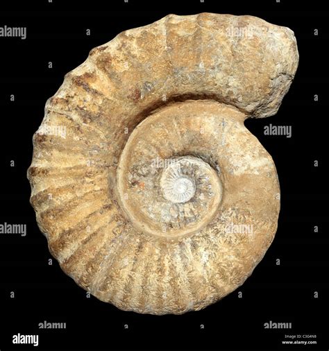 Fossil Spiral Snail Stone Real Ancient Petrified Shell Isolated On