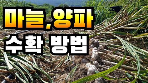 마늘 양파 수확 이렇게합니다~ 마늘 수확 방법 양파 수확 방법 마늘 재배법 네이버 Tv