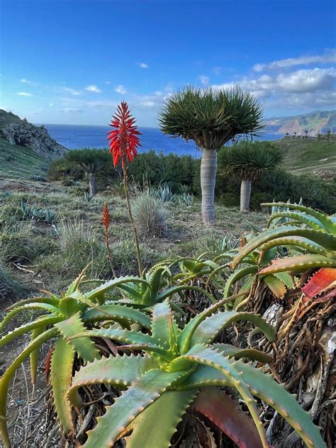 Flowering Aloe And Dragon Tree Stock Image Image Of Summer Tree