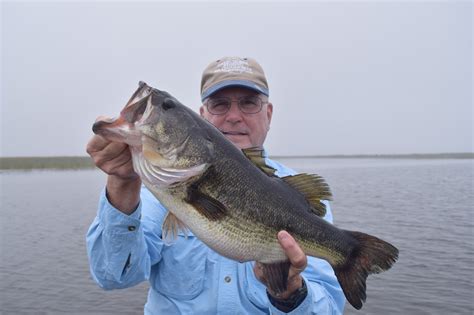 Healthy Okeechobee Bass Biting On Wild Shiners Lake Okeechobee Bass