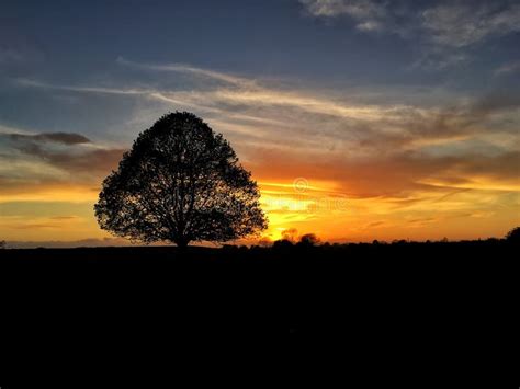 Tree Silhouette At Sunset Stock Image Image Of Colorful 215241835