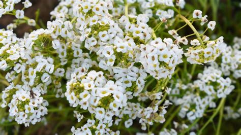 How To Plant Grow And Care For Alyssum