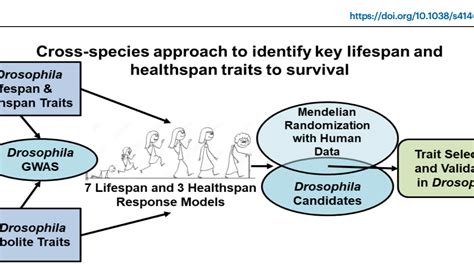Systems Biology Approaches Identify Metabolic Signatures Of Dietary Lifespan And Healthspan