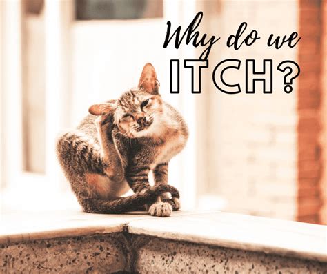 Why Do We Itch Pruritus Is Important Thumper Massager Inc Au Store
