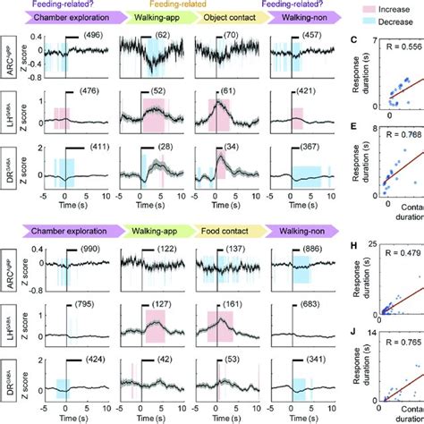 Calcium Response Patterns Of Arc Agrp Lh Gaba And Dr Gaba Neurons Download Scientific