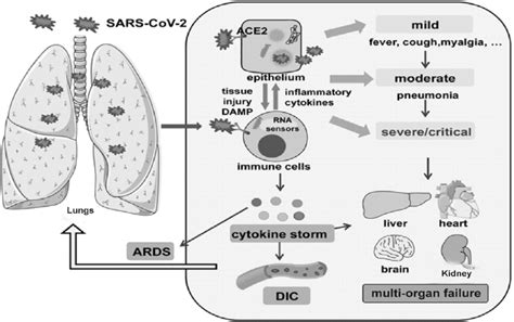 The Signal Pathways And Treatment Of Cytokine Storm In Covid 19 A