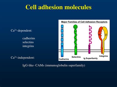 PPT Cell Adhesion And Junctional Structures In Epithelial Cells PowerPoint Presentation ID