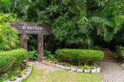 테이블야자 스톡 사진 및 일러스트 Istock