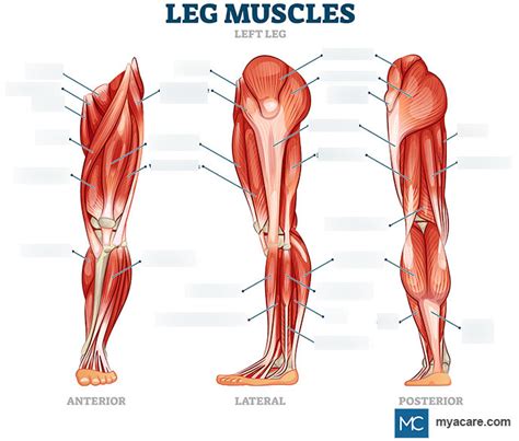 Leg Muscles Diagram Quizlet