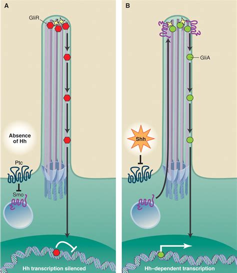 The Primary Cilium As The Cells Antenna Signaling At A Sensory