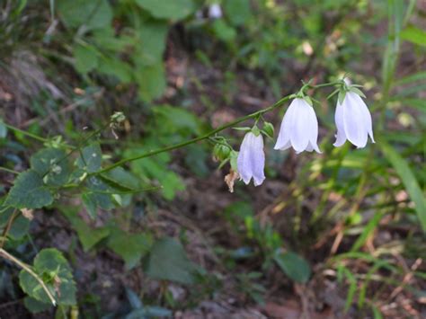 Adenophora Trachelioides INaturalist