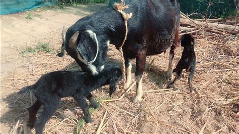ছাগল পালনের সবচেয়ে বড় সুবিধে হলো আত্মকর্মসংস্থানের ব্যবস্থা হয়