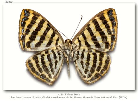 Argyrogrammana Rameli Pinned Specimens